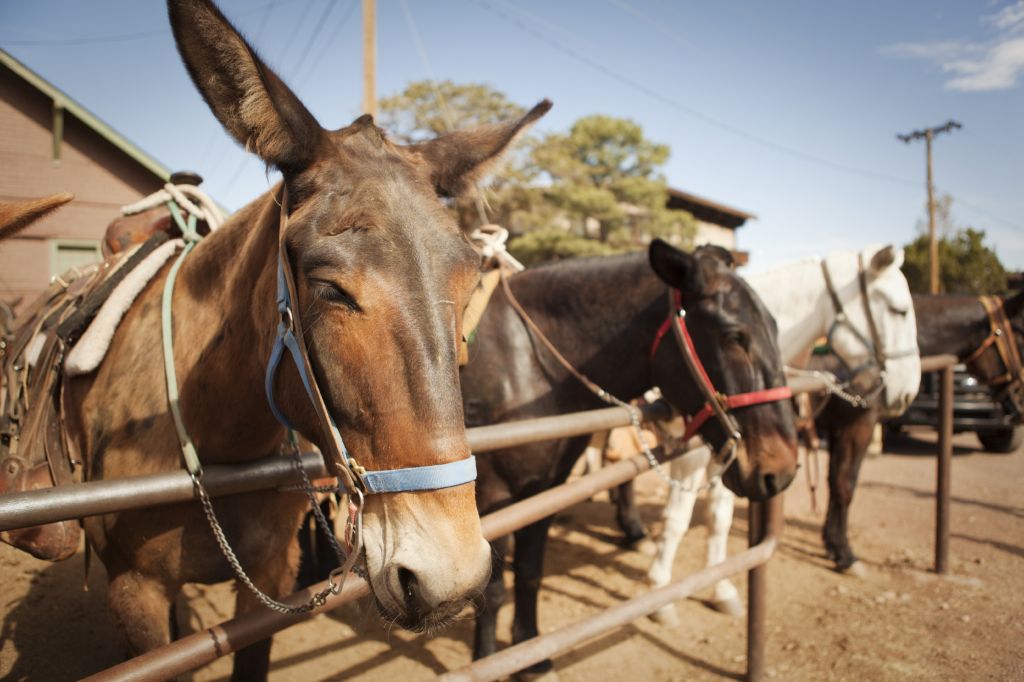 The History of Mules at the Grand Canyon | Grand Canyon
